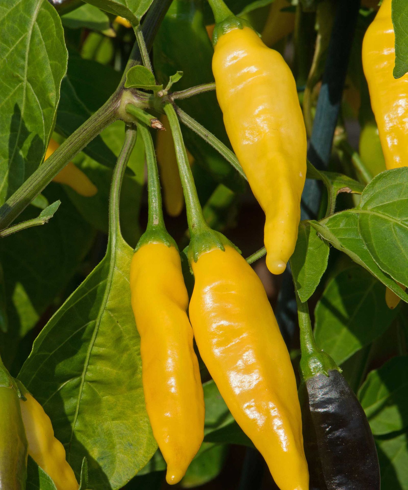 Types of chili peppers: the 10 best varieties to grow | Homes and Gardens