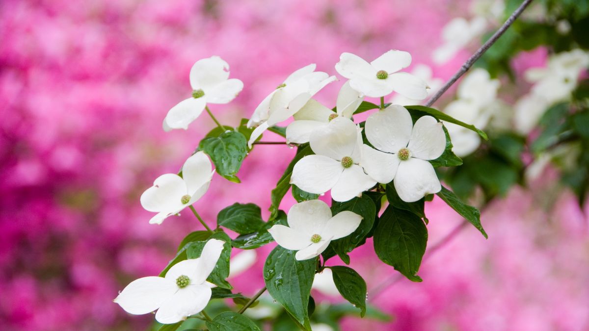 How and when to fertilize dogwoods: for healthy trees | Homes and Gardens