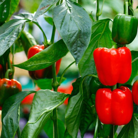 Top 10 Questions About Pepper Plants | Gardening Know How