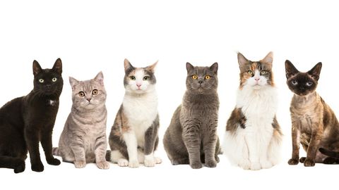 Facts about cats: Domestication, breeds and behavior | Live Science