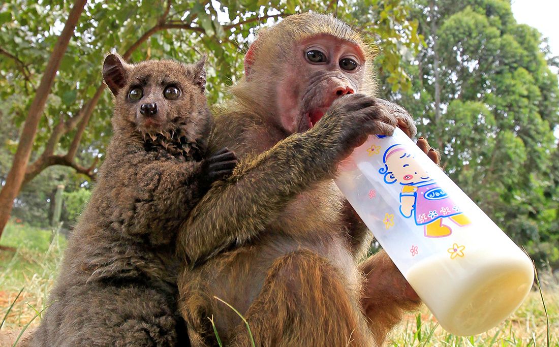 Awww! 12 Incredible Interspecies Moms in the Animal Kingdom | Live Science
