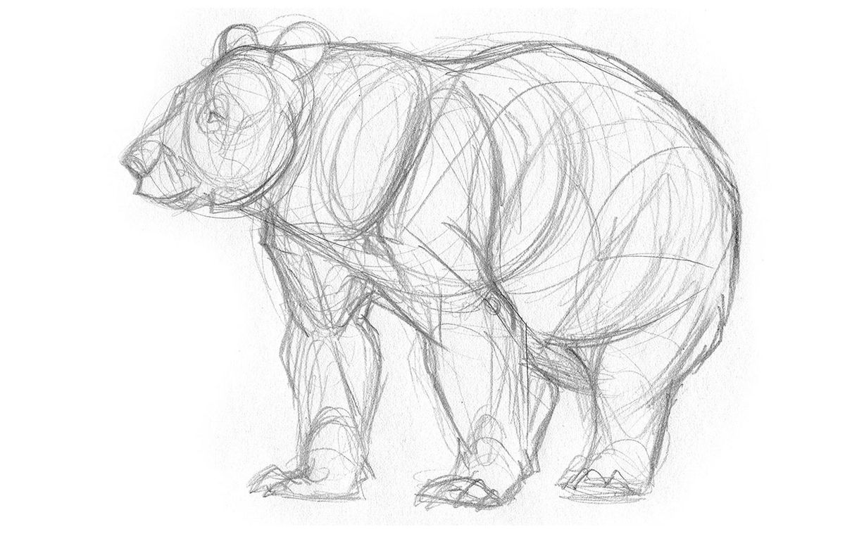 How to draw a bear in 5 simple steps | Creative Bloq