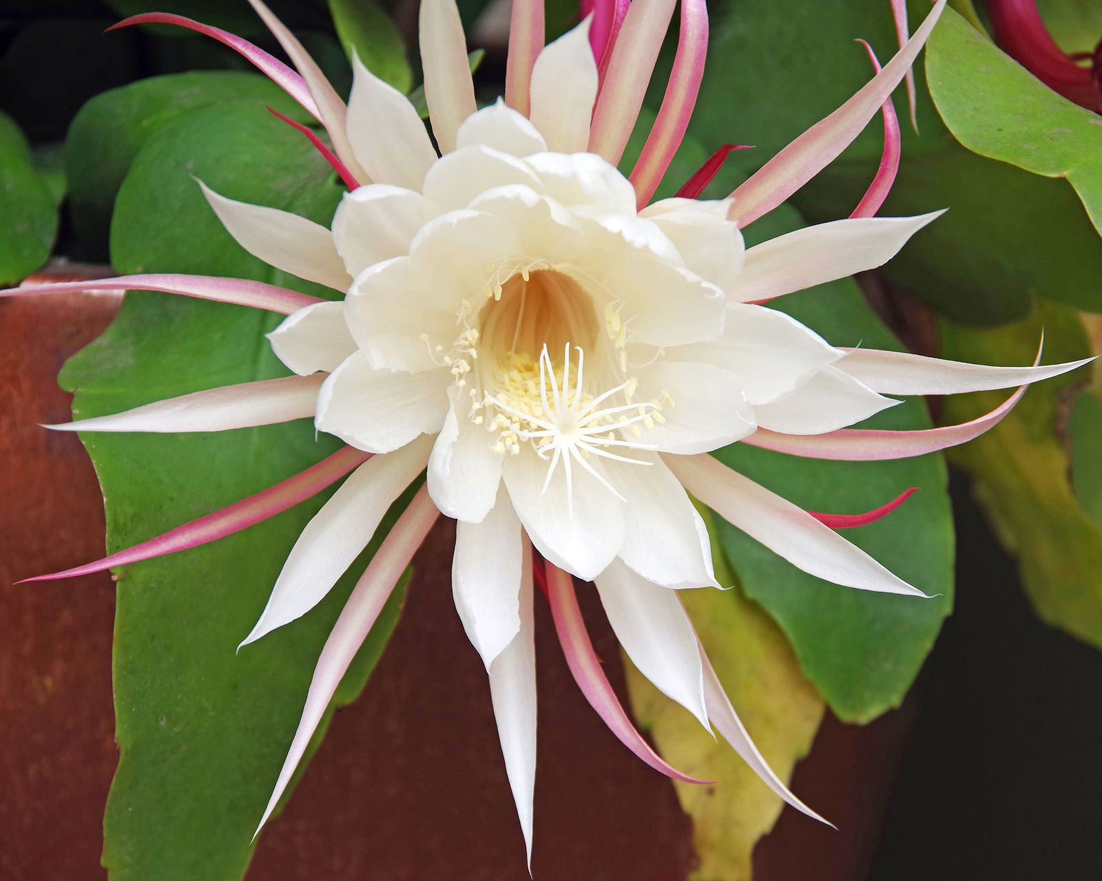 8 Fragrant Succulents And Cacti That Will Perfume Your Home | Gardening ...