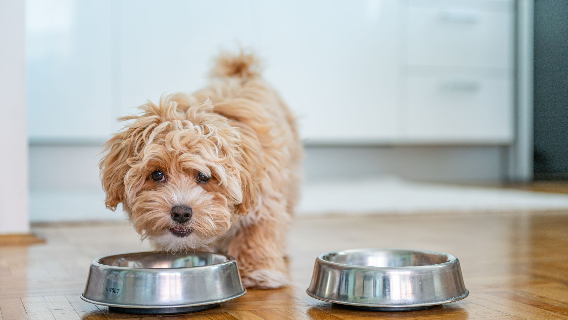 Food aggression in dogs: Vet reveals common causes and tips to help ...