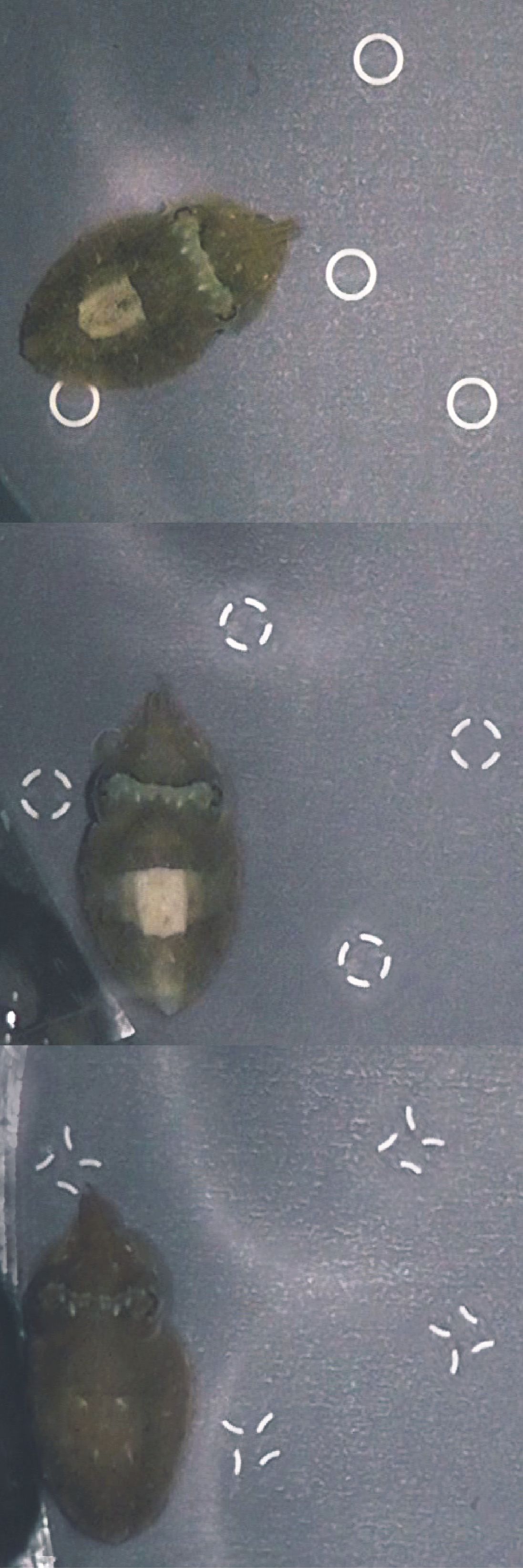 Cuttlefish Cuties: Photos of Color-Changing Cephalopods | Live Science