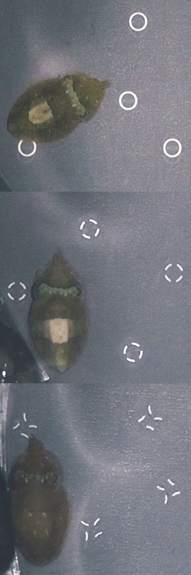 Cuttlefish Cuties: Photos of Color-Changing Cephalopods | Live Science