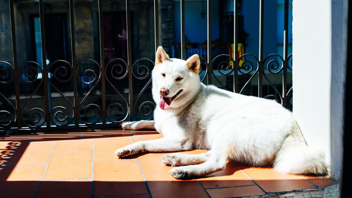 9 Japanese dog breeds you should say ‘Konnichiwa’ to | PetsRadar