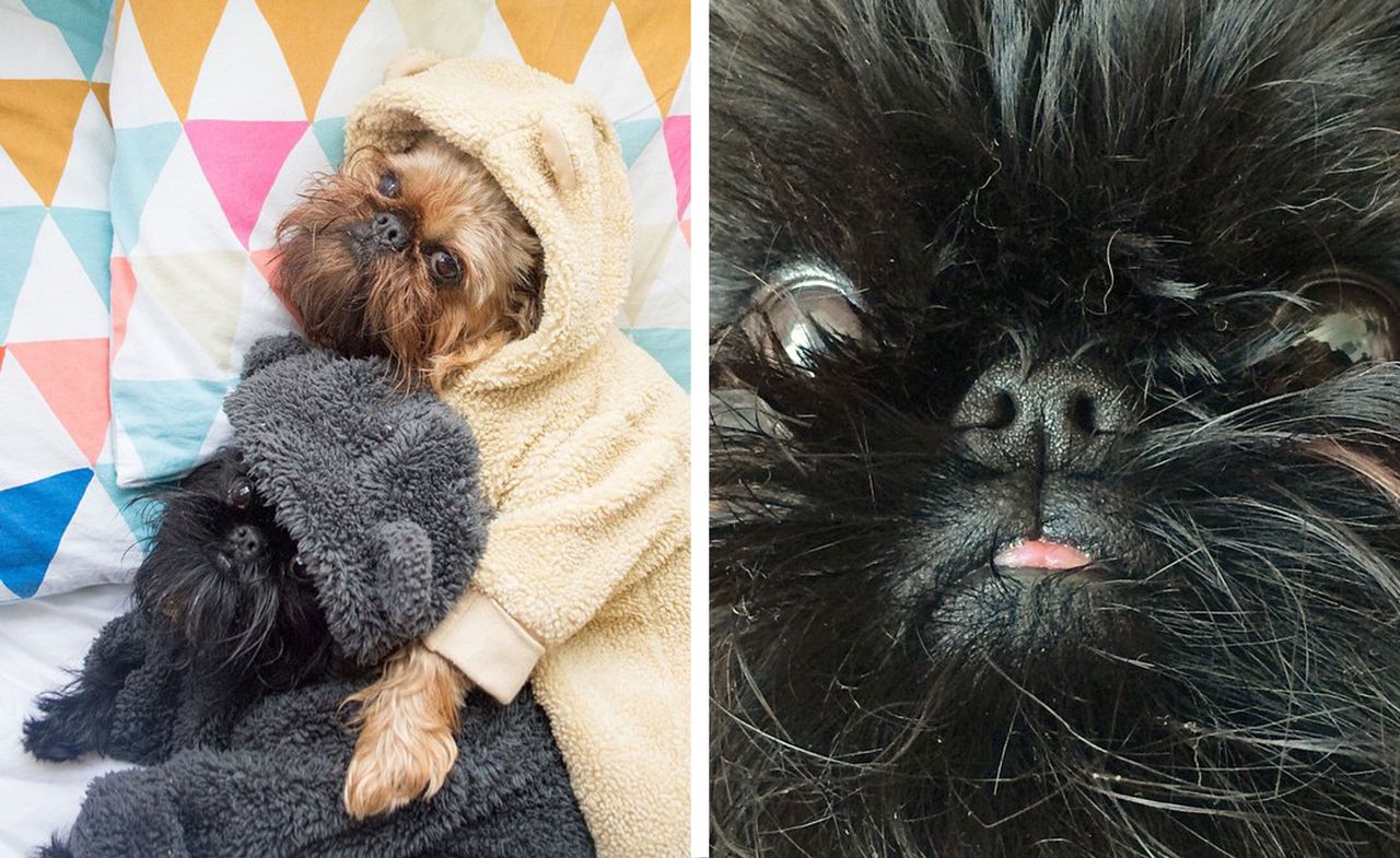 Doggy style: the most stylish dogs of Instagram | Wallpaper