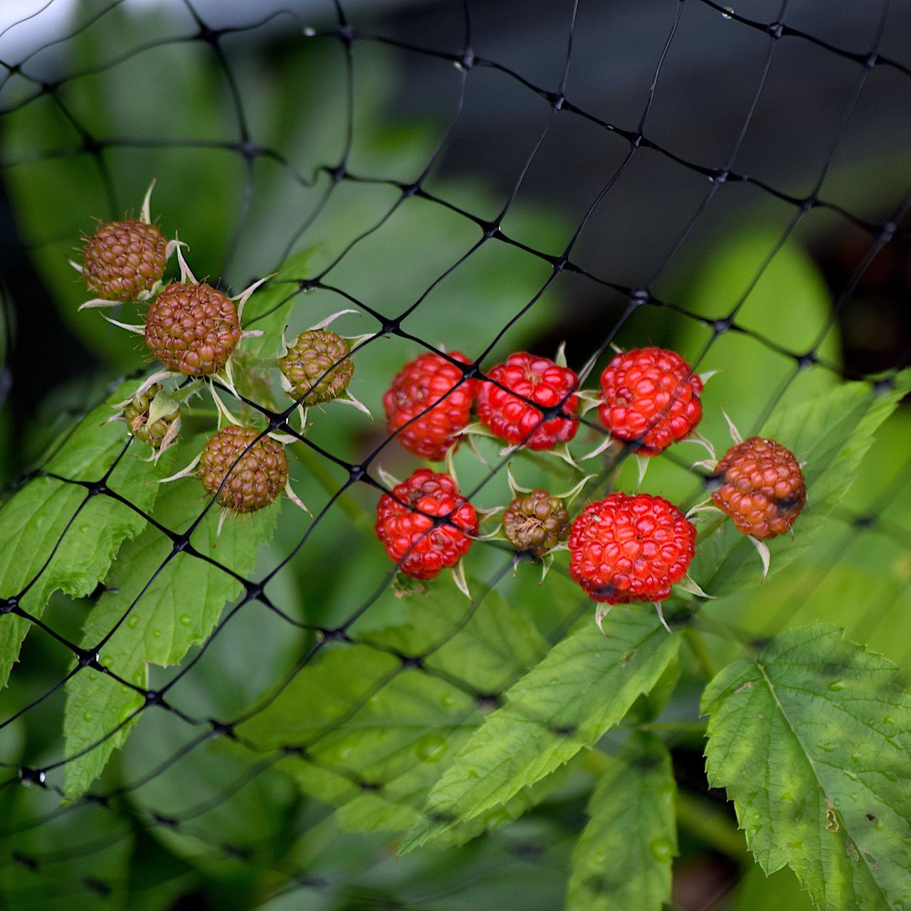 How to grow raspberry canes in pots: a step-by-step guide | Ideal Home