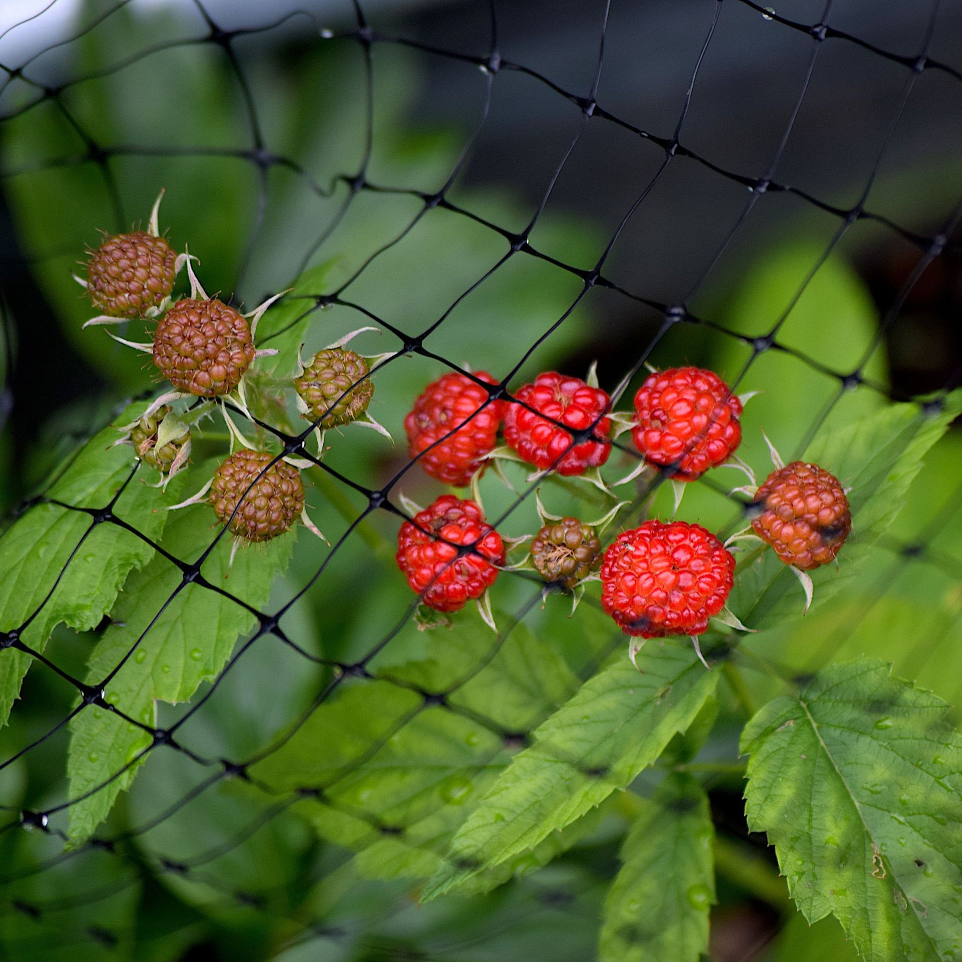 How to grow raspberry canes in pots: a step-by-step guide | Ideal Home