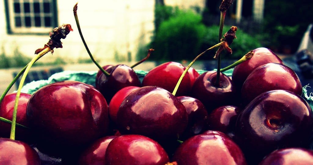 Ulster Cherry Trees: Tips On Growing And Using Ulster Sweet Cherries ...