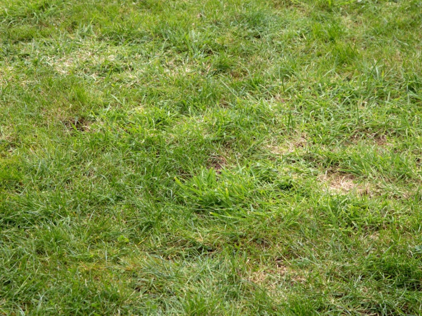 Fill Uneven Lawn Low Spots - How To Level A Lawn | Gardening Know How
