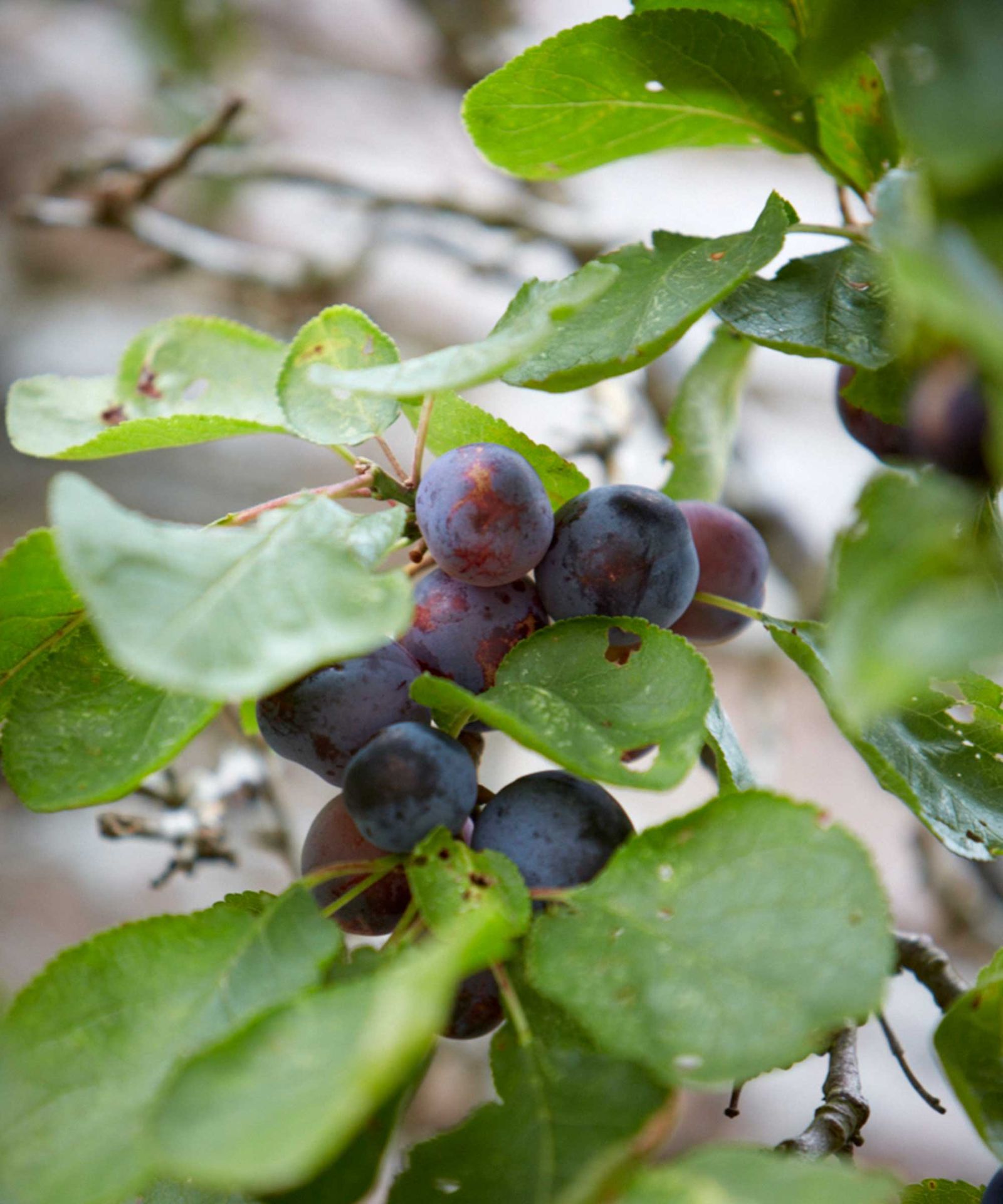 How to prune a plum tree: easy steps to keep cordon, bush or pyramid ...