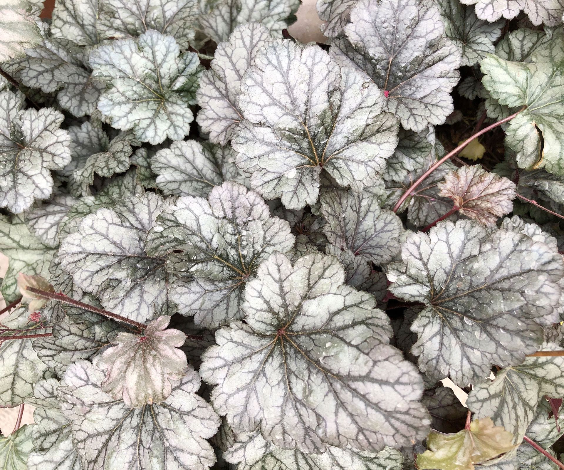 Heuchera varieties: 15 coral bells for foliage and flowers | Homes and ...