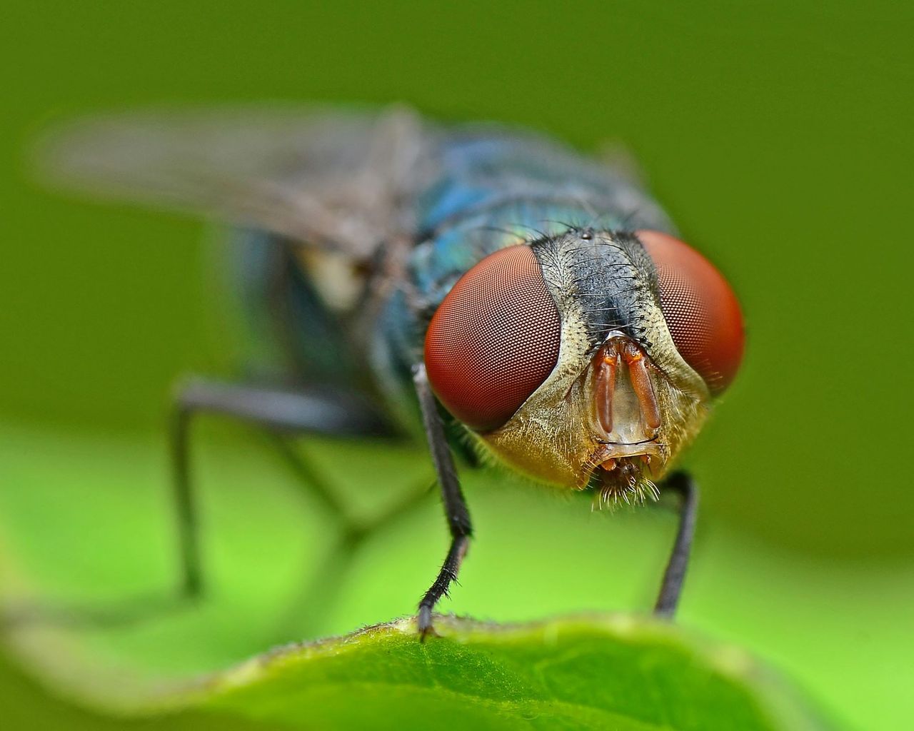 Gnats vs. fruit flies: how to spot the differences | Real Homes