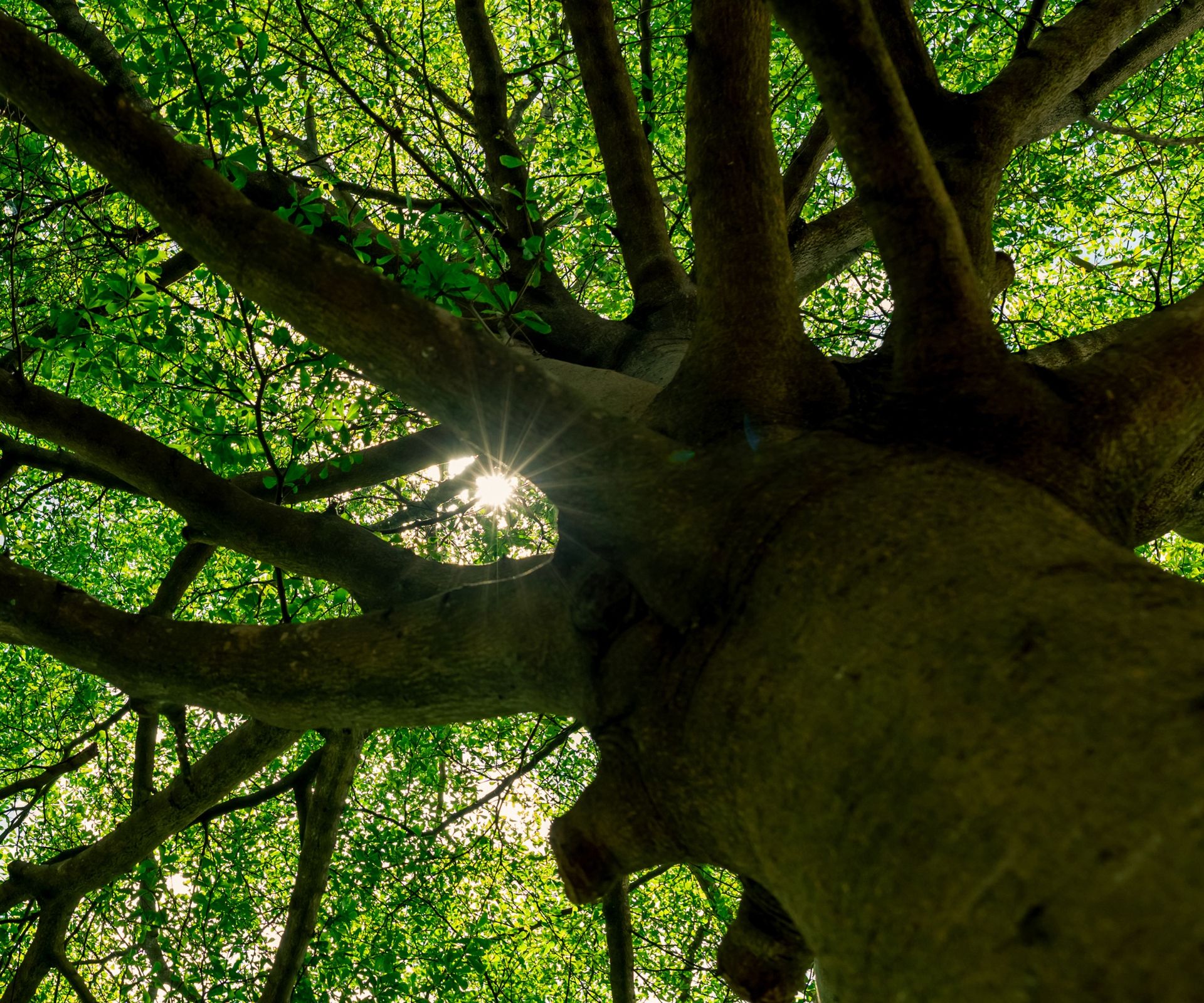 9 tree mistakes to avoid | Homes and Gardens