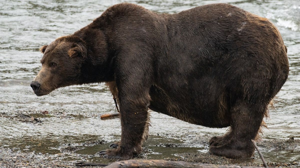 Fat Bear Week returns as 12 burly contenders vie for internet crown ...