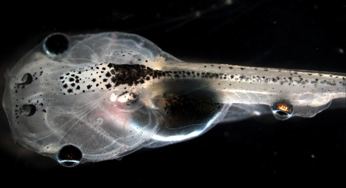 Image Gallery: Tadpoles Sport Eyes on Their Tails | Live Science