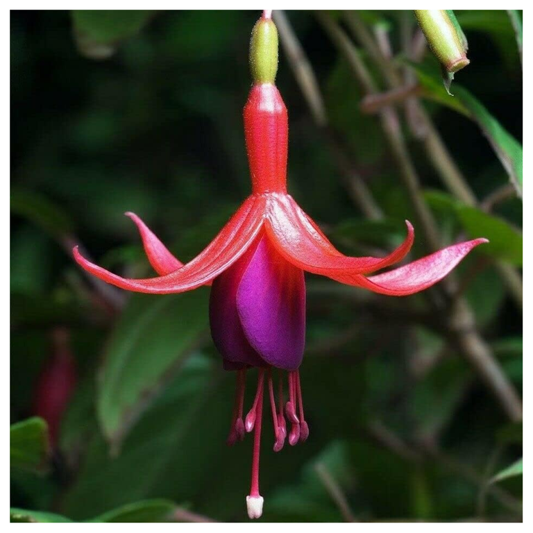 How to Overwinter Fuchsias — An Expert Guide | Livingetc