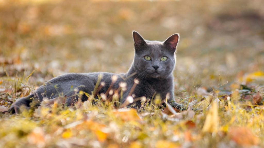 Shorthaired cat breeds that don't require daily grooming | PetsRadar