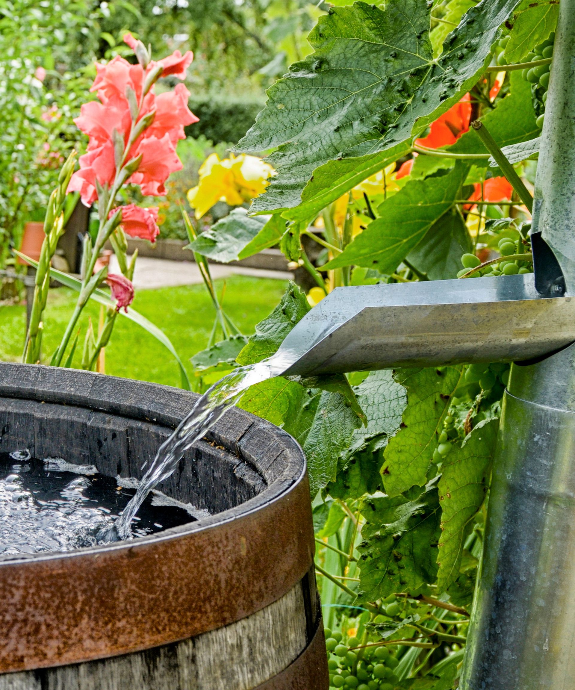 How to protect plants from heavy rain: expert advice | Homes and Gardens