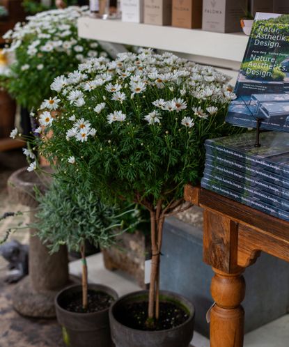 Daisy tree trend - everything you need to know | Gardeningetc