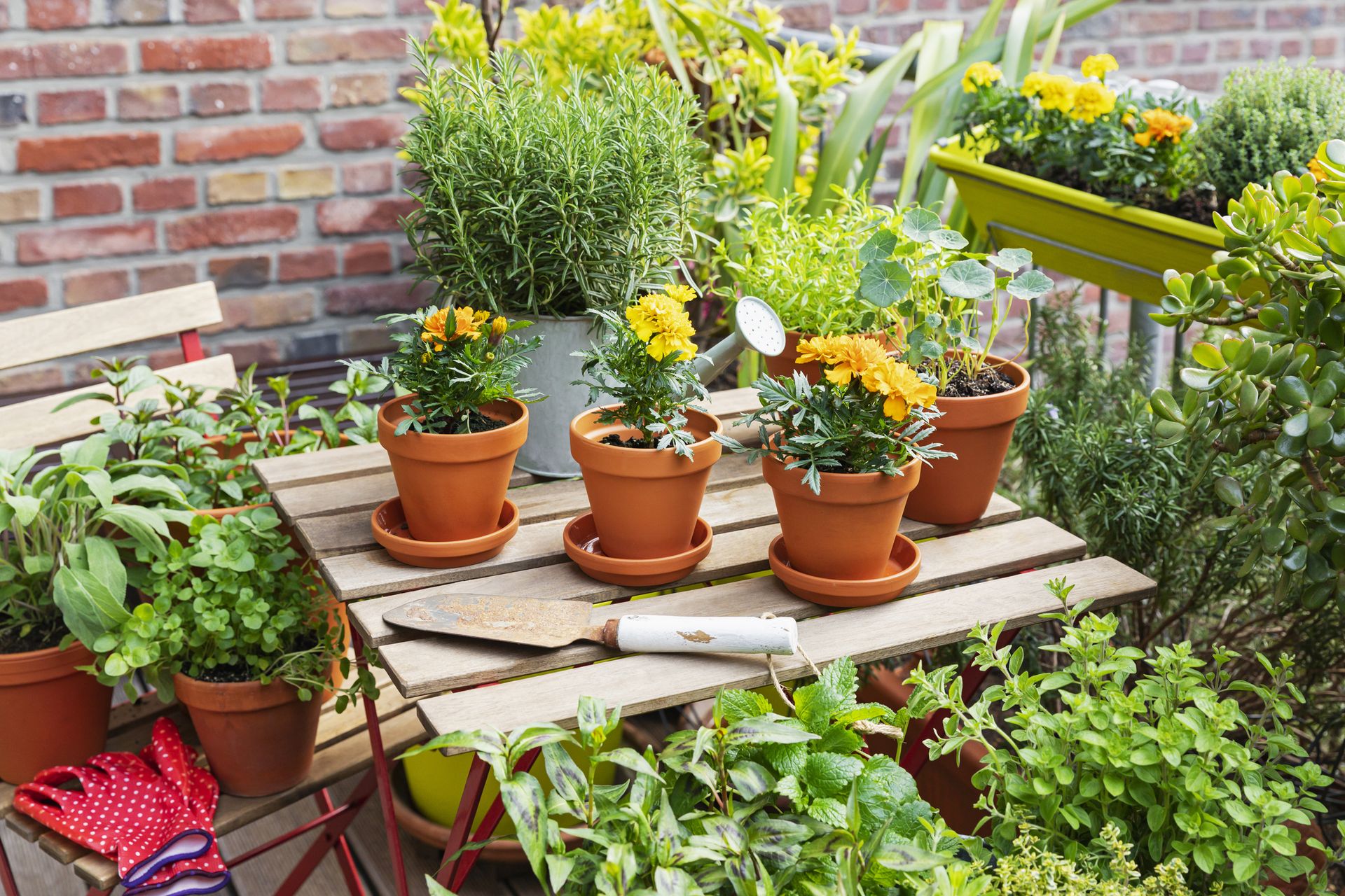 8 Flowers You Can Eat That You Can Grow in Your Own Yard | Livingetc