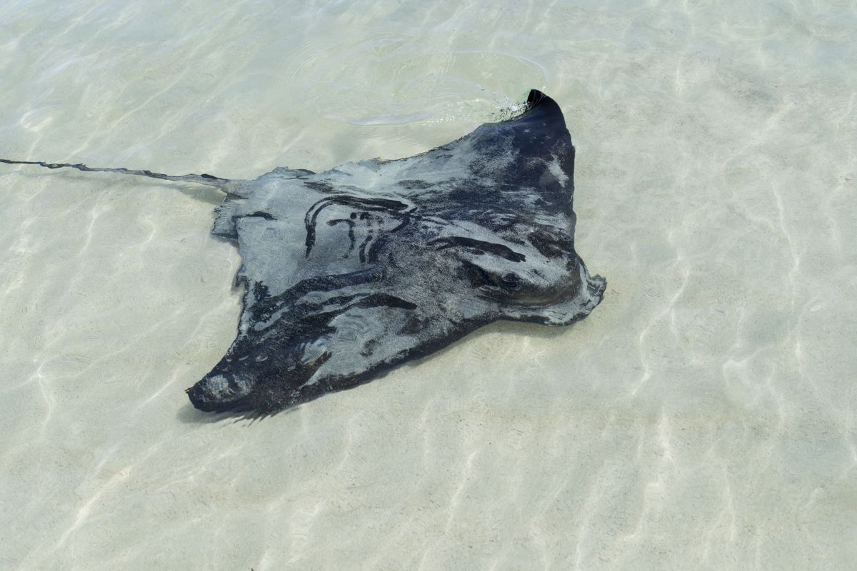 John & Lisa's Food Trip Down Under: release date, recipes | What to Watch