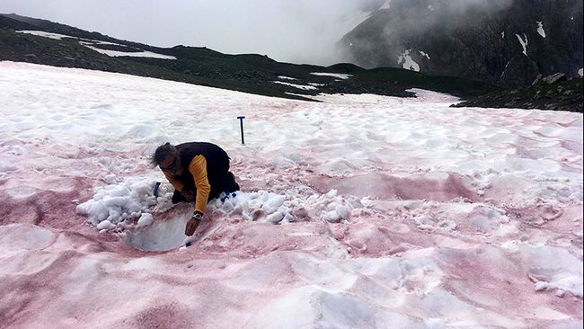 'Glacier blood' could be key to understanding impacts of climate change ...