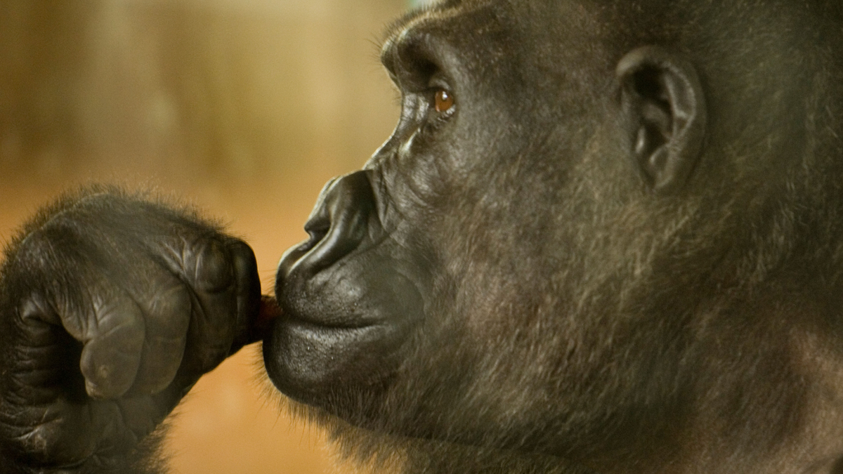 The teenage gorilla with an addiction to smartphones | The Week