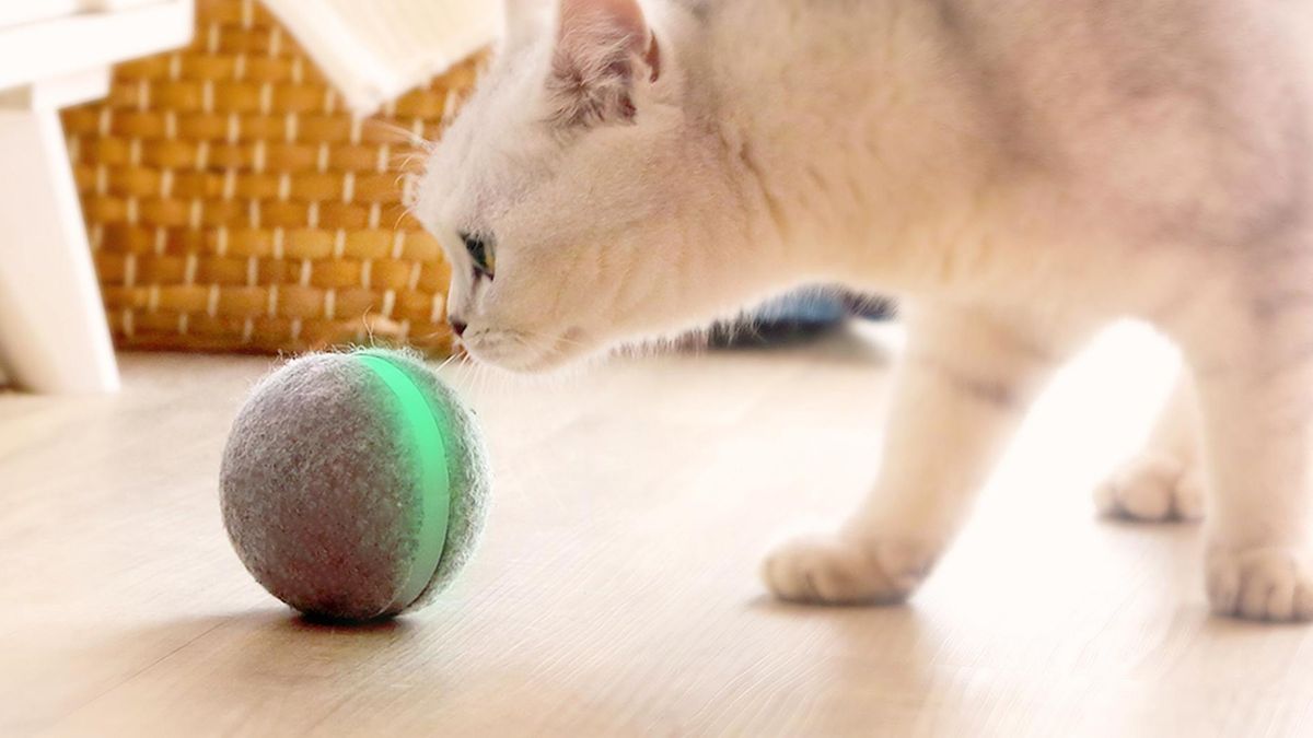 Best automated cat toys: Keep you cat amused when you’ve no time to ...