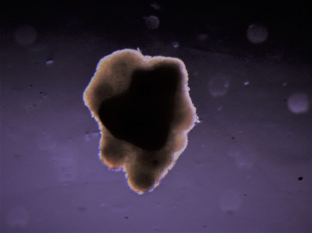 Meat Grown in Space for the First Time Ever | Space