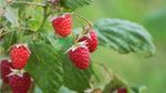 How to grow raspberries in pots: expert tips for success | Homes and ...