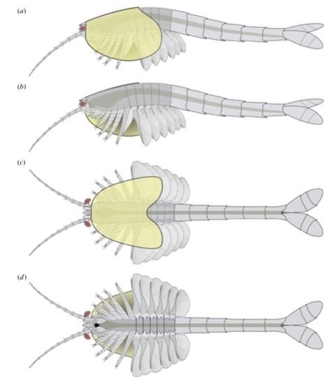 Photos: Ancient Shrimp-Like Critter Was Tiny But Fierce | Live Science