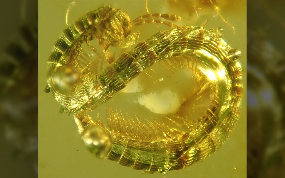 Ancient Millipede Walked with Dinosaurs, Died in a Sticky Trap | Live ...