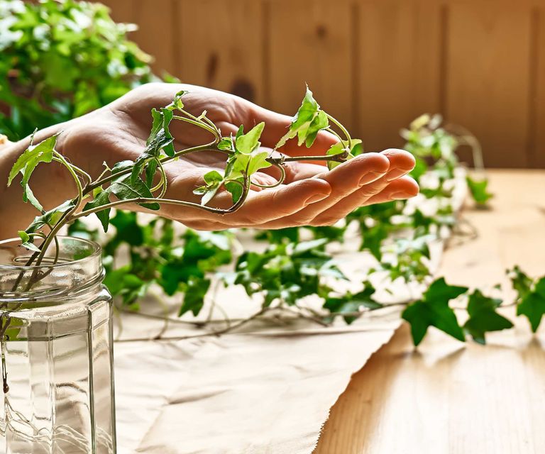 How to grow ivy from cuttings: easy propagation tips | Homes and Gardens