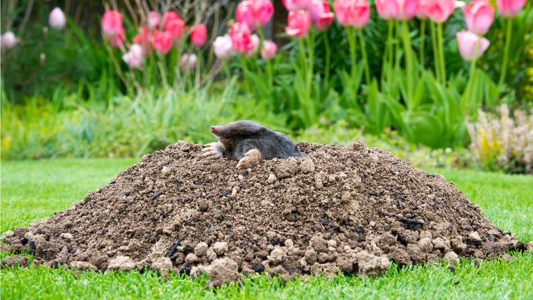 How to stop moles wrecking your lush lawn - use our humane tips to keep ...