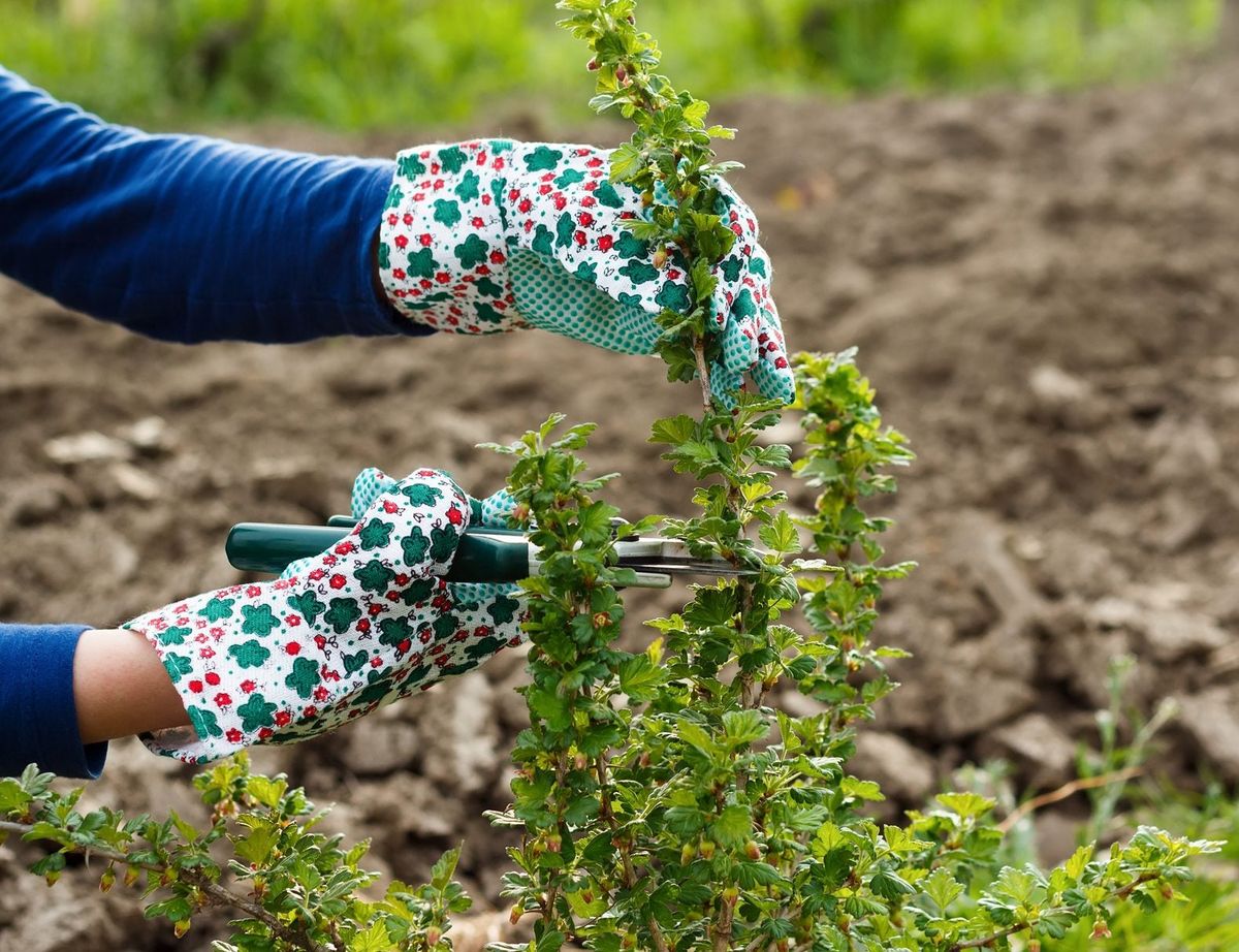 How To Prune A Gooseberry Bush: Pruning Gooseberry Plants In The Garden ...
