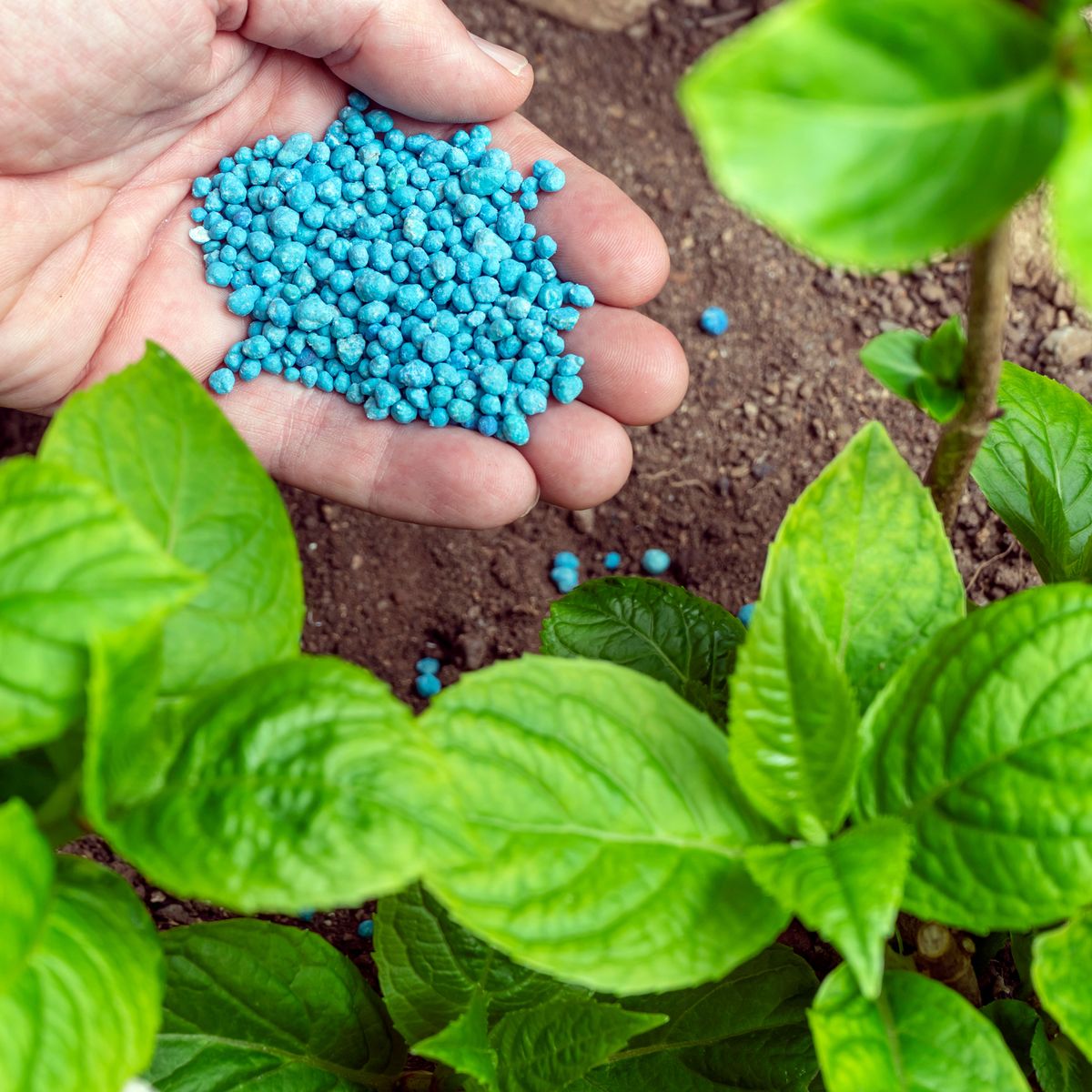 Fertilizer Application Times - Best Time Of Day And Time Of Year For ...