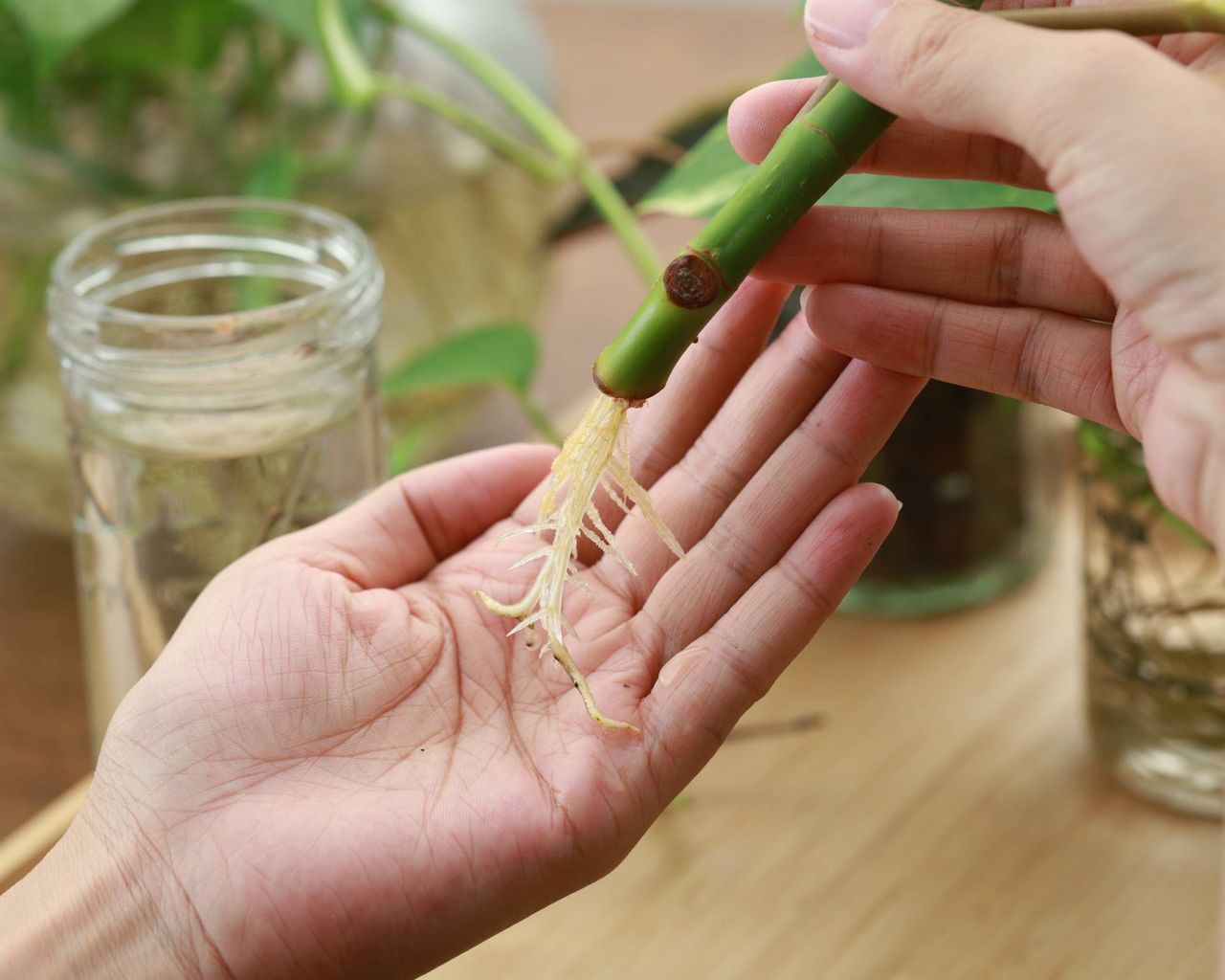 Rooting Hormone: How It Works and Which to Use | Gardening Know How