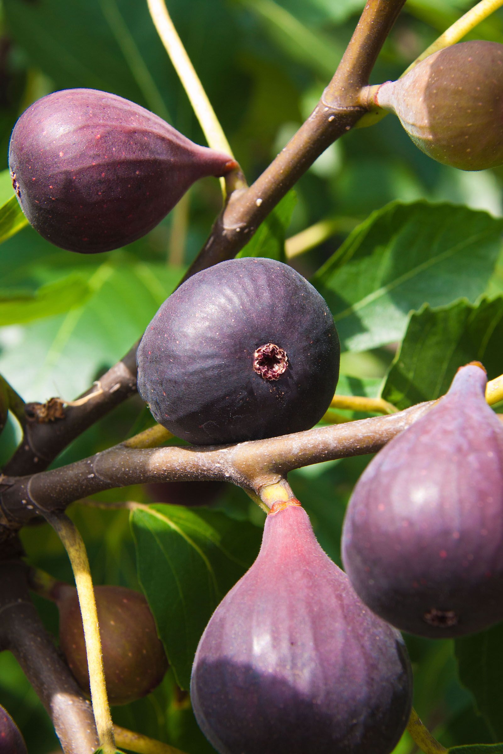 How to grow a fig tree | Homes and Gardens