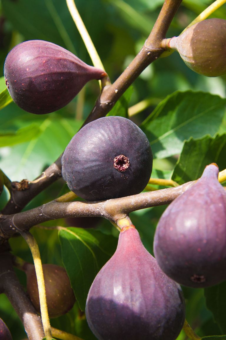 How to harvest figs: step-by-step | Homes and Gardens