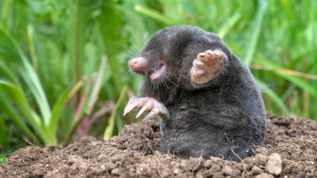 Moles Taking Over Your Lawn? 3 Ways to Evict Them Humanely | Gardening ...