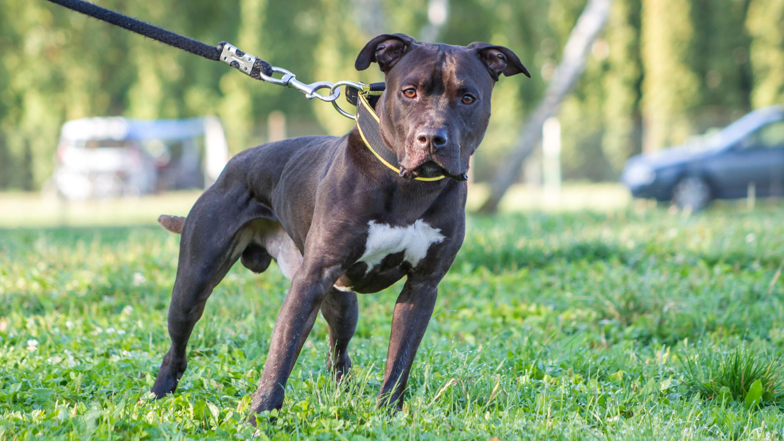 This is why some dogs are reactive and how to help them, according to ...