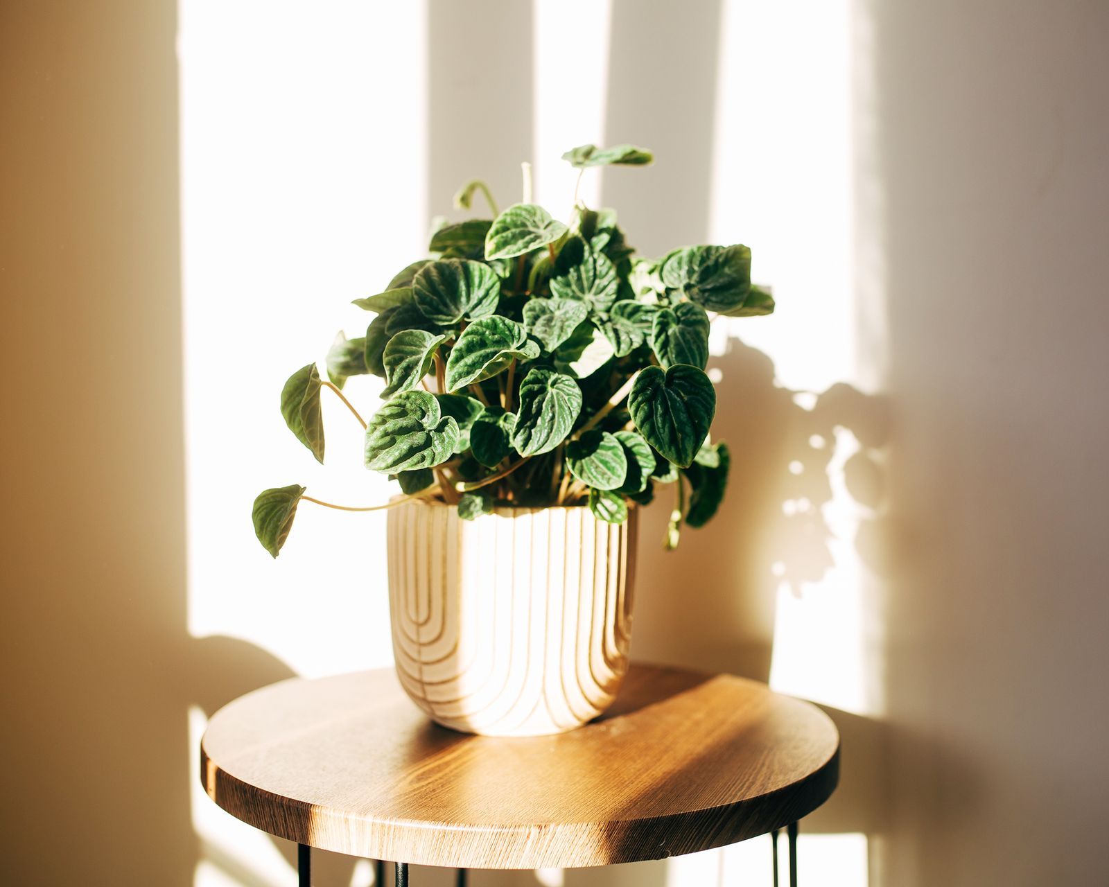 Check Light Levels For Houseplants With The Shadow Test | Gardening ...
