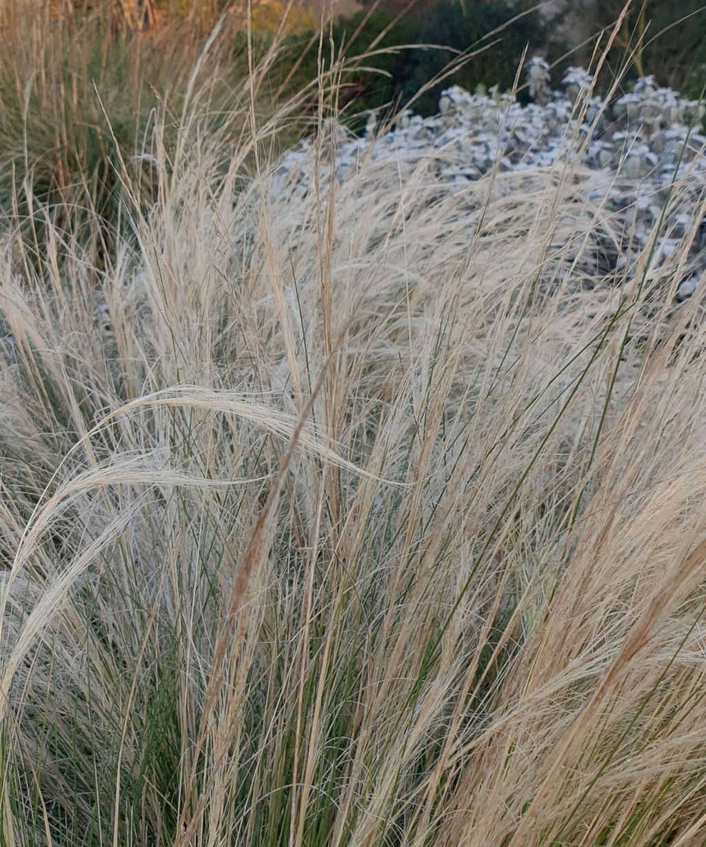 How to plant a prairie garden: expert tips to get the look | Homes and ...