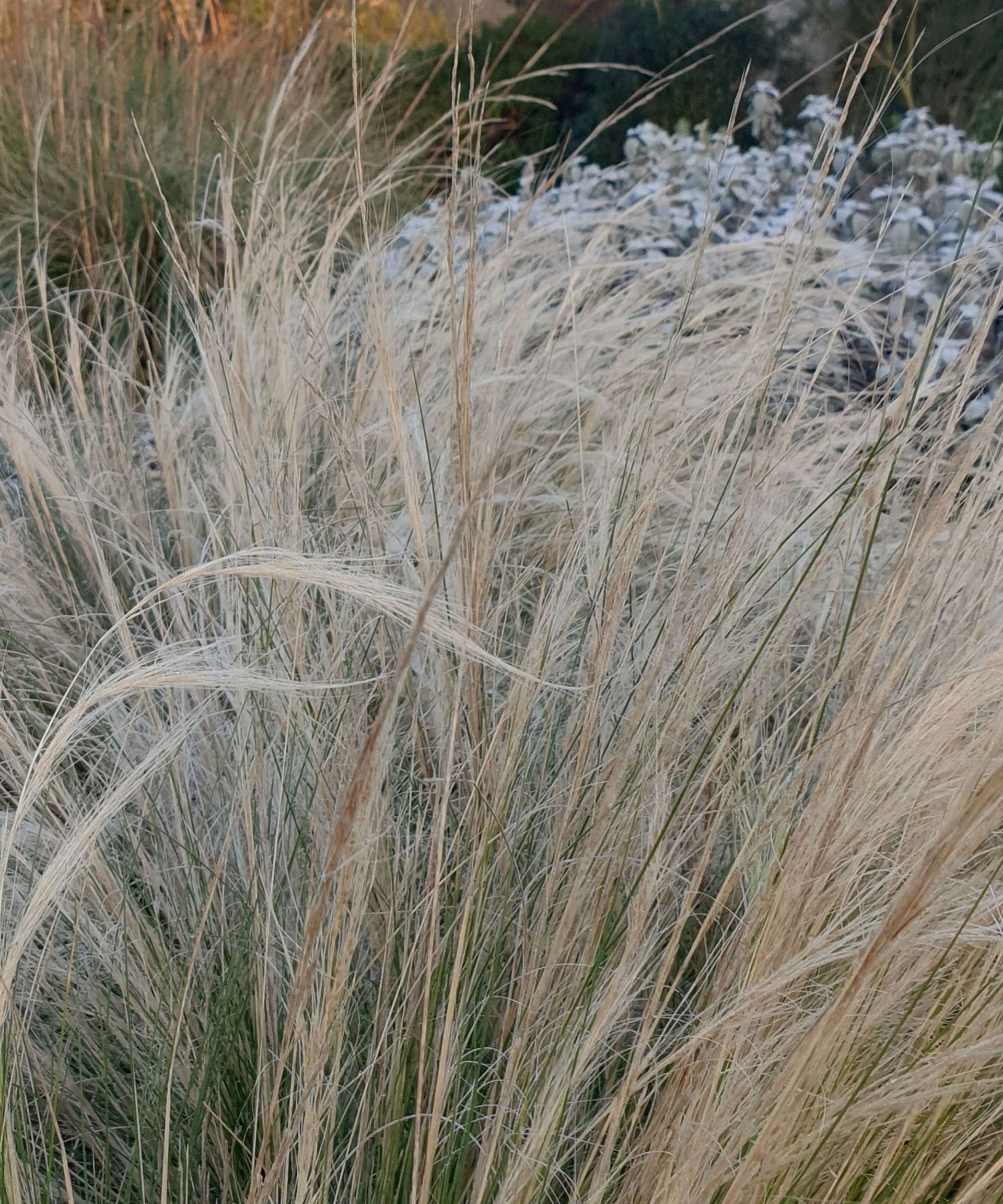 How to plant a prairie garden: expert tips to get the look | Homes and ...