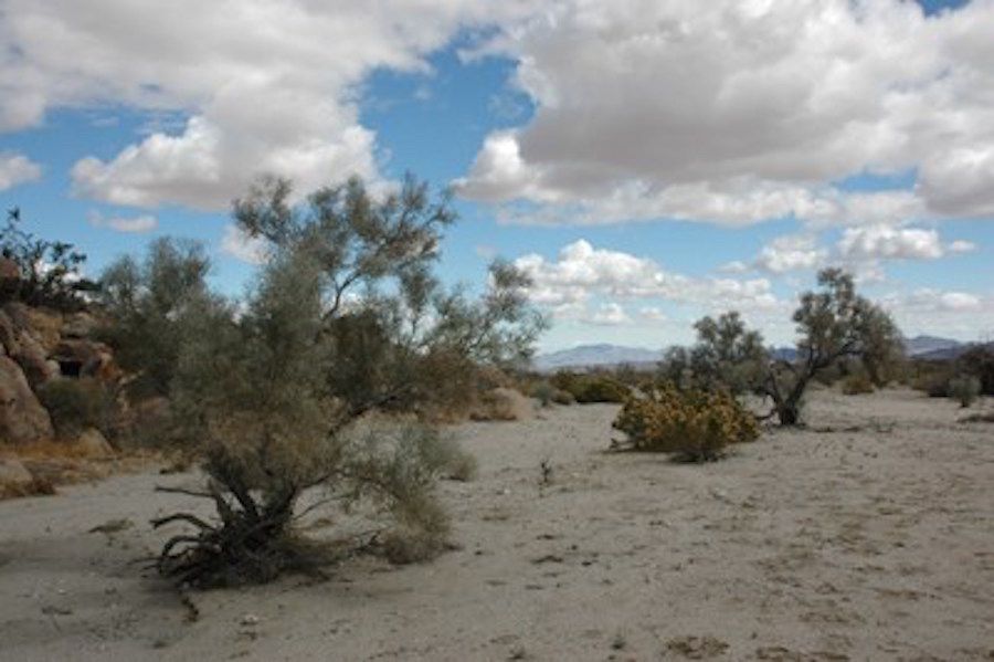 Smoketree Photos: The Ghosts of the North American Desert | Live Science