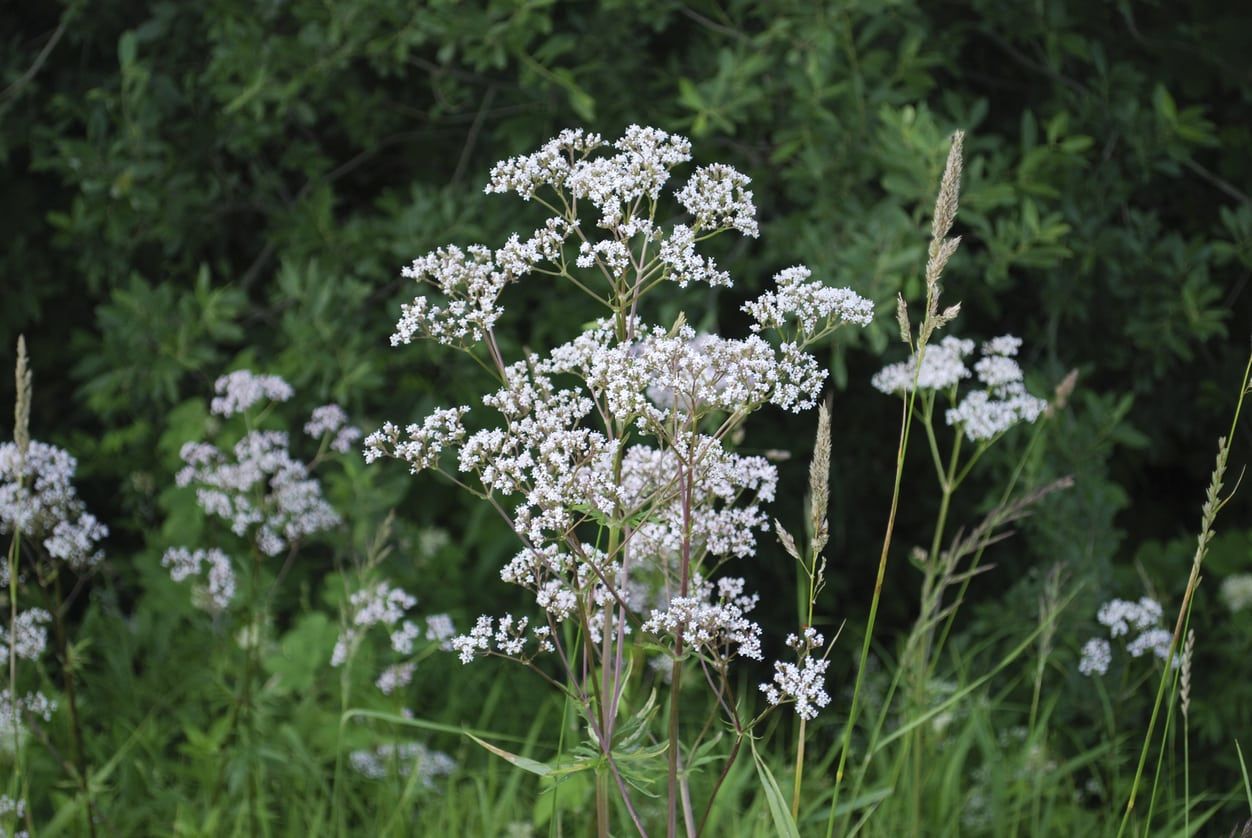 Potted Anise Care Guide – Learn How To Grow Anise In A Container ...