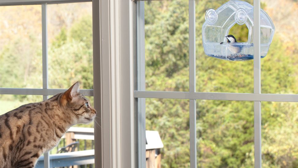 32 activities to do with your cat | PetsRadar